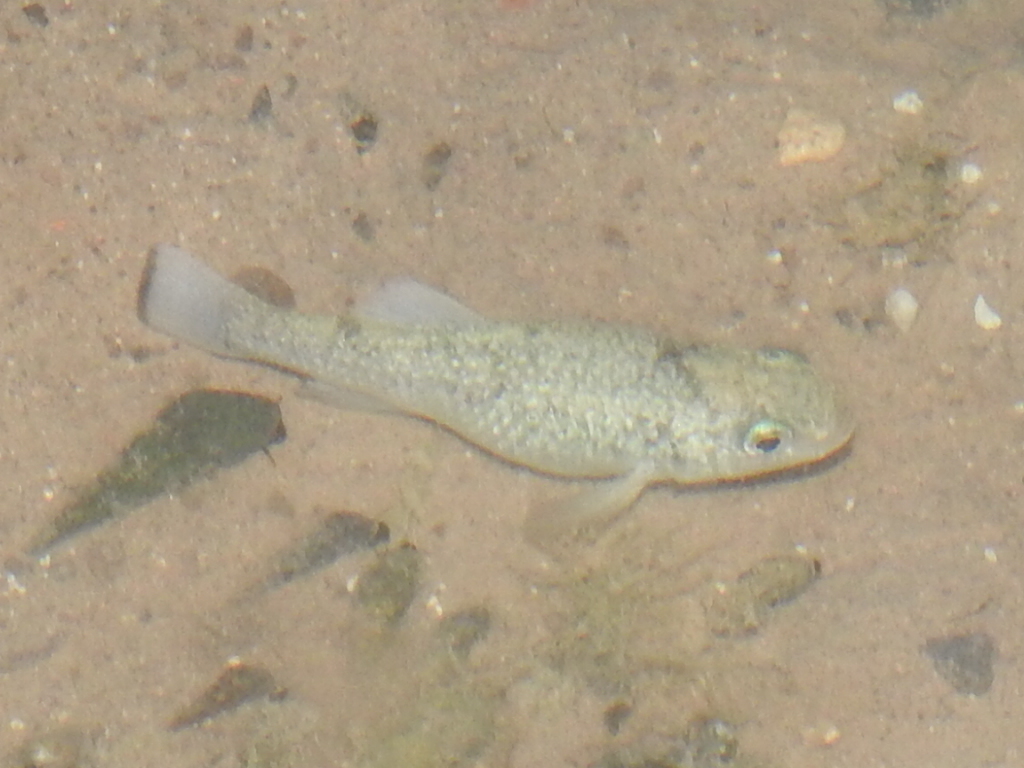 Cyprinodon elegans Baird & Girard, 1853