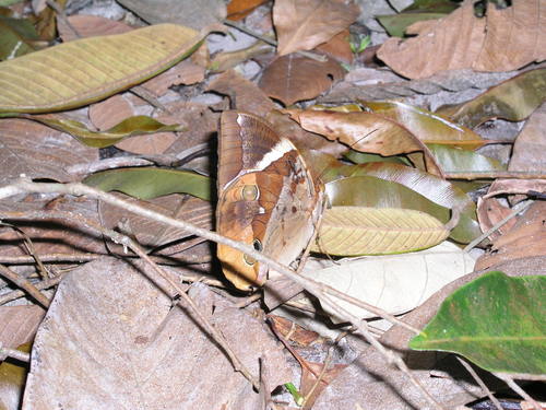 Tufted Jungle King (Subspecies Thauria aliris pseudaliris) · iNaturalist