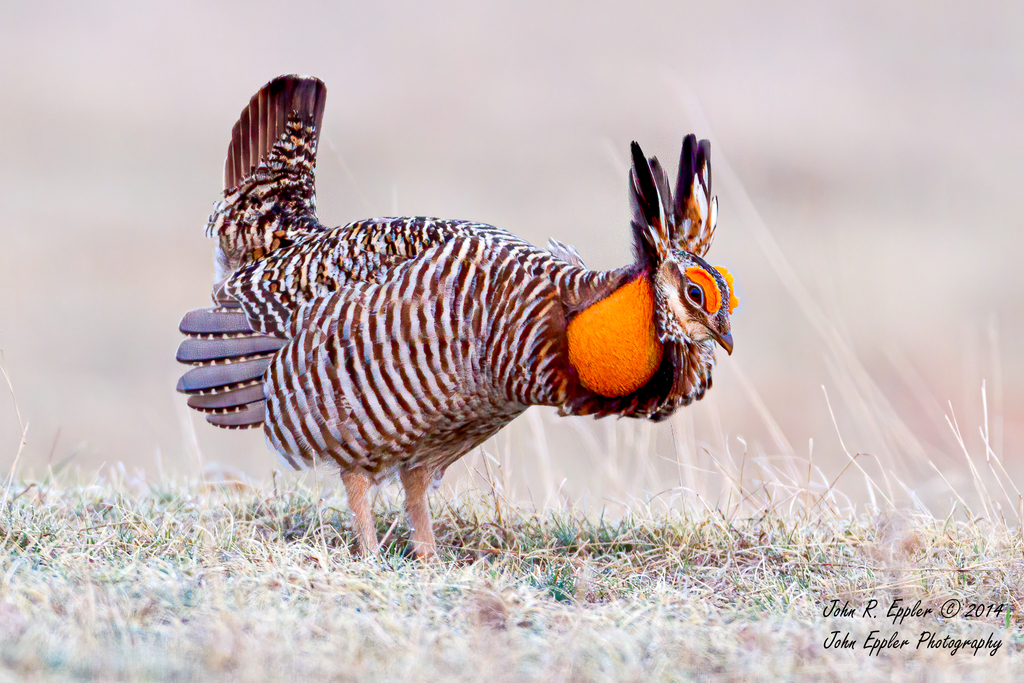 Prairie-Chickens and Sharp-tailed Grouse (Tympanuchus) - Avian Discovery