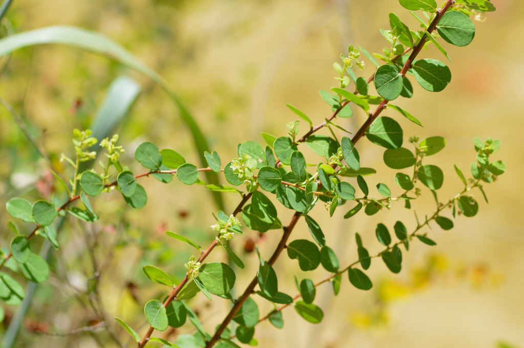 leaf-flower family (Phyllanthaceae) - Botanical Realm