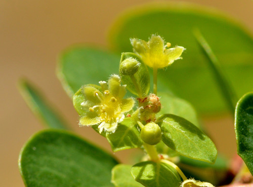 Genus Phyllanthopsis · iNaturalist