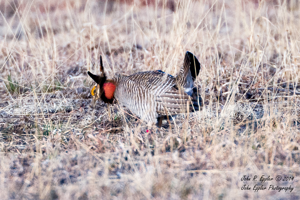 Lesser Prairie-Chicken in April 2014 by John Eppler. Lesser Prairie ...