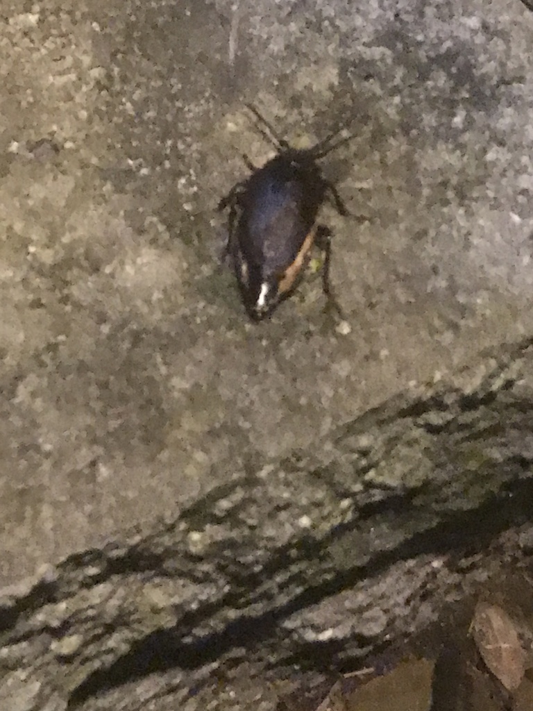 Broad-necked Root Borer from Monterey Ct, Springfield, PA, US on July ...