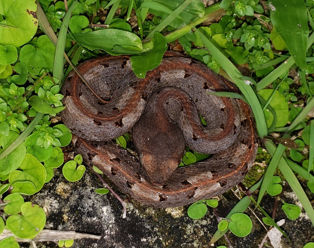 Rainforest Hognose Viper from Cayo District, Belize on July 13, 2020 at ...