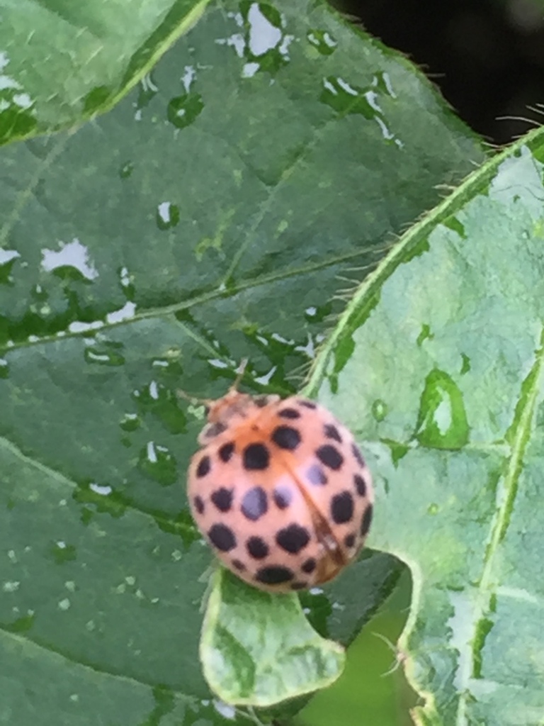Hadda Beetle from Natsushimacho, Yokosuka-Shi, Kanagawa, JP on July 14 ...