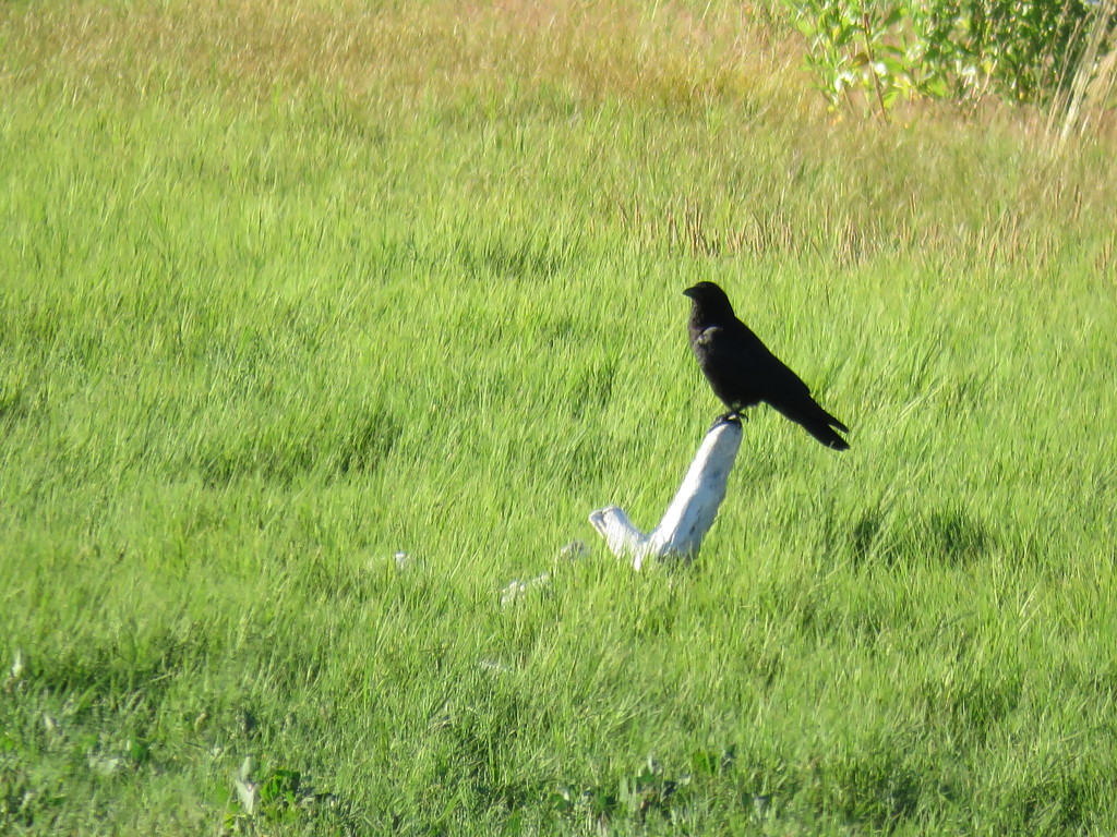 Northwestern Crow from Page Lagoon, Nanaimo, BC, Canada on July 13 ...