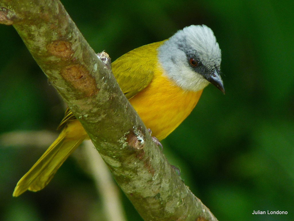 Tangara Cabeza Gris (Aves de Anolaima Cundinamarca) · iNaturalist