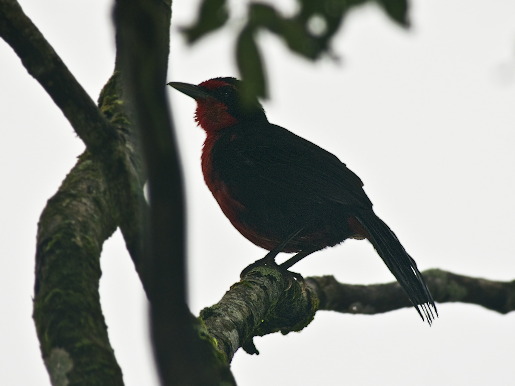 Rosy Thrush-Tanager (Birds of Nayarit) · iNaturalist
