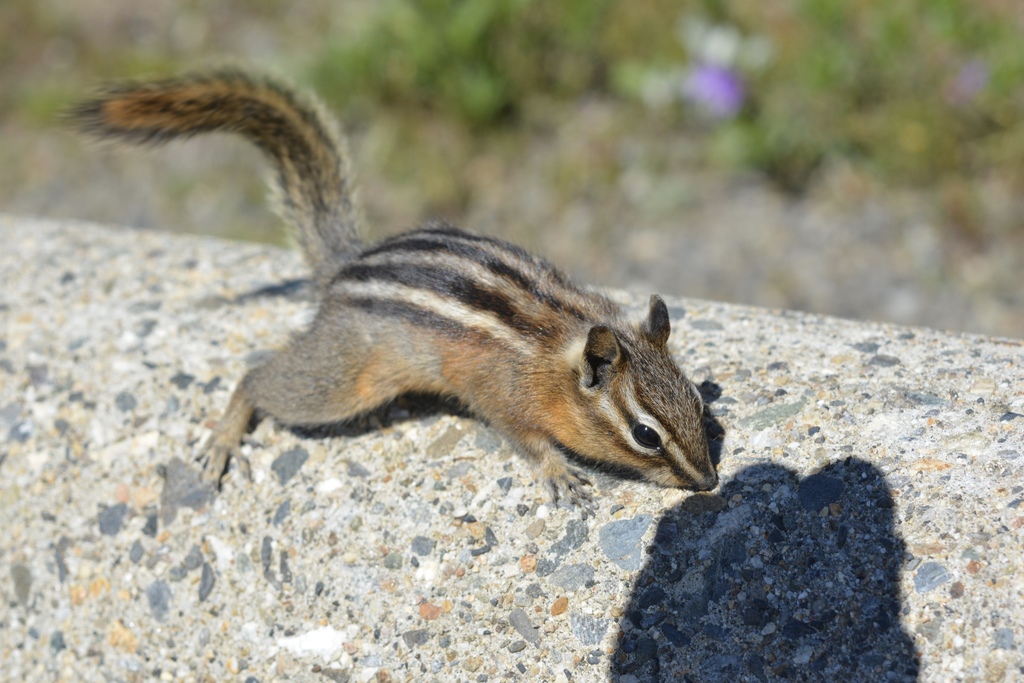 Yellow-pine Chipmunk (Neotamias amoenus) - Know Your Mammals