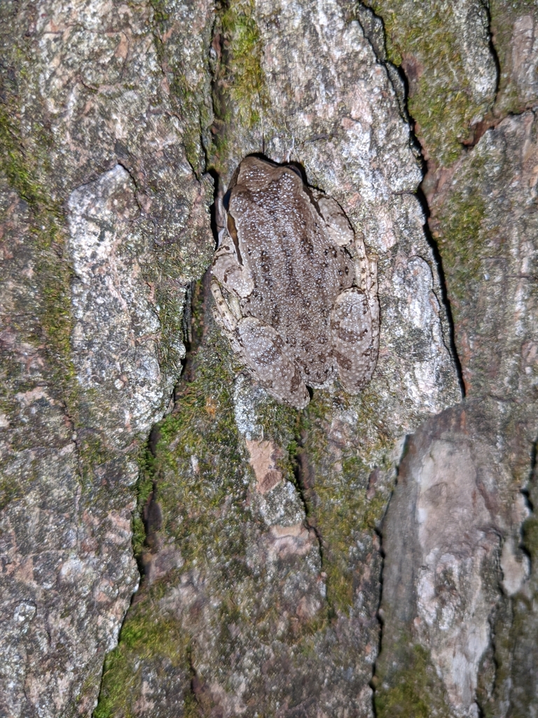 Sierran Tree Frog from North End, Boise, ID, USA on July 13, 2020 at 12 ...