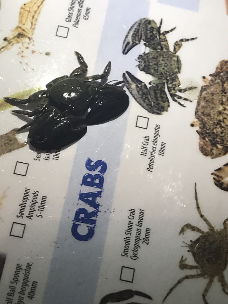 New Zealand Half Crab from Marlborough, Onahau Bay, Marlborough, NZ on ...