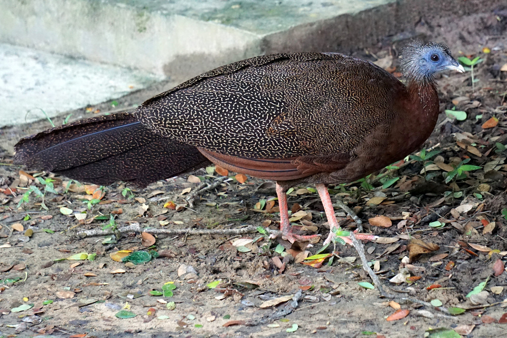 Great Argus (Wings of the World) · iNaturalist