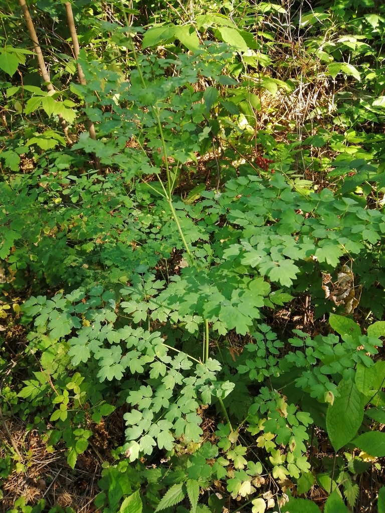 Lesser Meadow-rue from Артемовский, Свердловская обл., Россия on July ...
