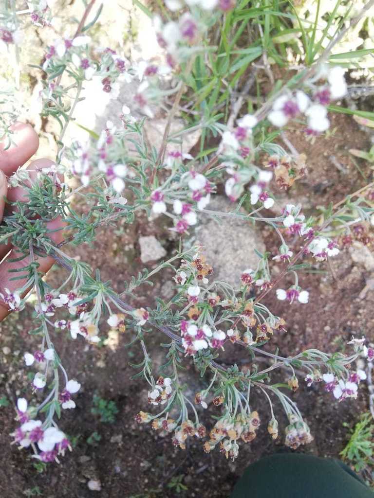 Cape Snow Bush from Klein Dassenberg Nature Reserve on July 13, 2020 at ...