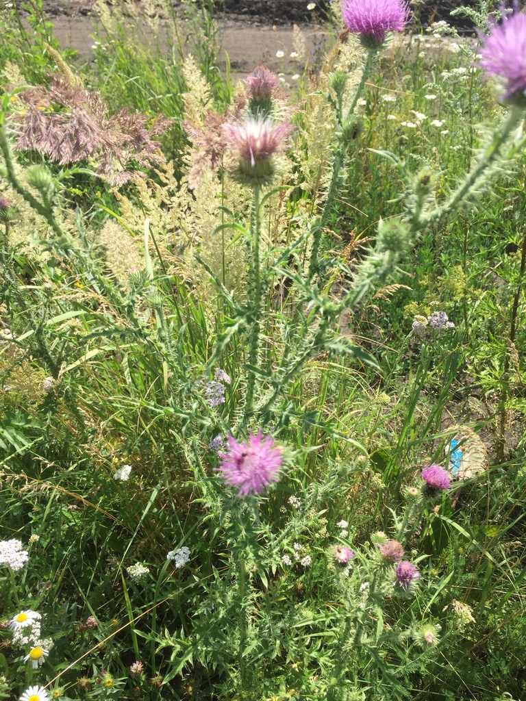 Broad-winged Thistle from 89К-240-01, Республика Мордовия, RU on July ...