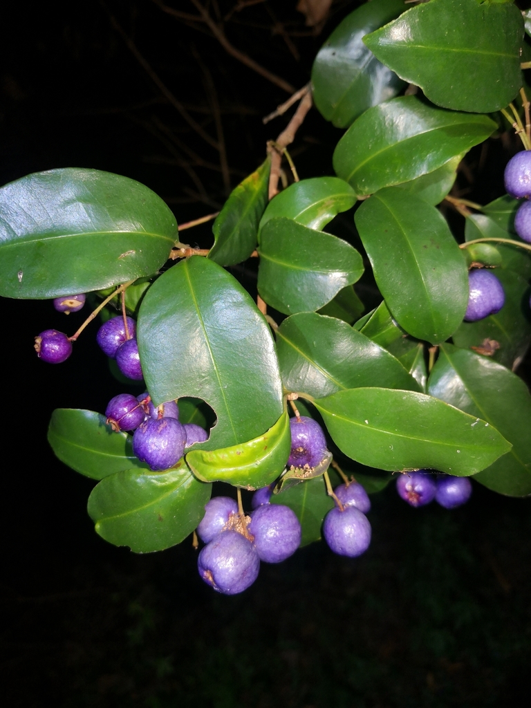Blue Lilly Pilly from Angourie NSW 2464, Australia on July 14, 2020 at ...