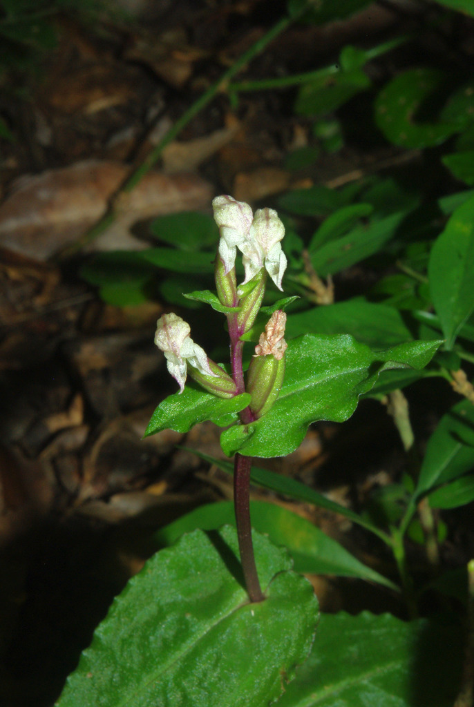 Mini Kappie from Manzini, Eswatini on January 01, 2008 at 12:00 AM by ...