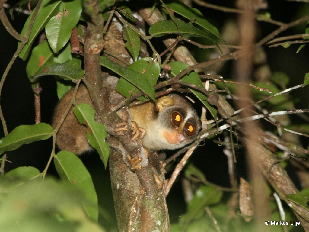 Slender Lorises (Loris) - Know Your Mammals