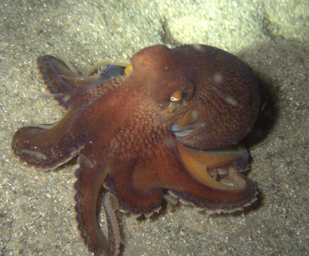 Typical Octopuses from Sydney NSW, Australia on July 13, 2020 at 07:02 ...