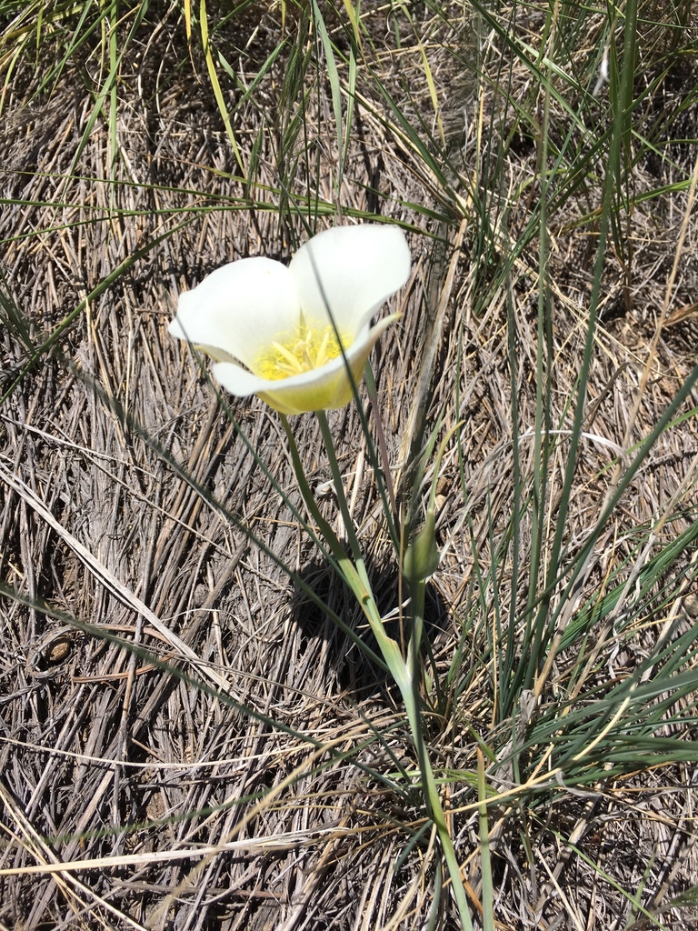 Gunnison's Mariposa Lily from 2932–3006 Spring Mesa Rd, Fort Collins ...