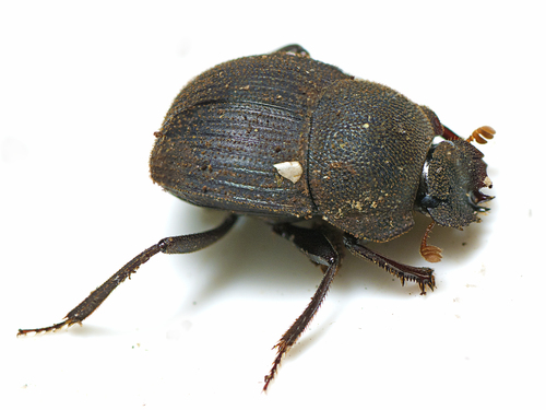 Cephalodesmius quadridens · iNaturalist