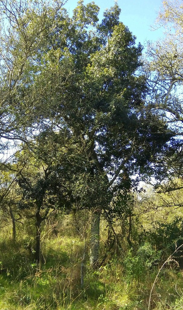 Myrsine laetevirens from La Capital, Santa Fe, Argentina on July 12 ...