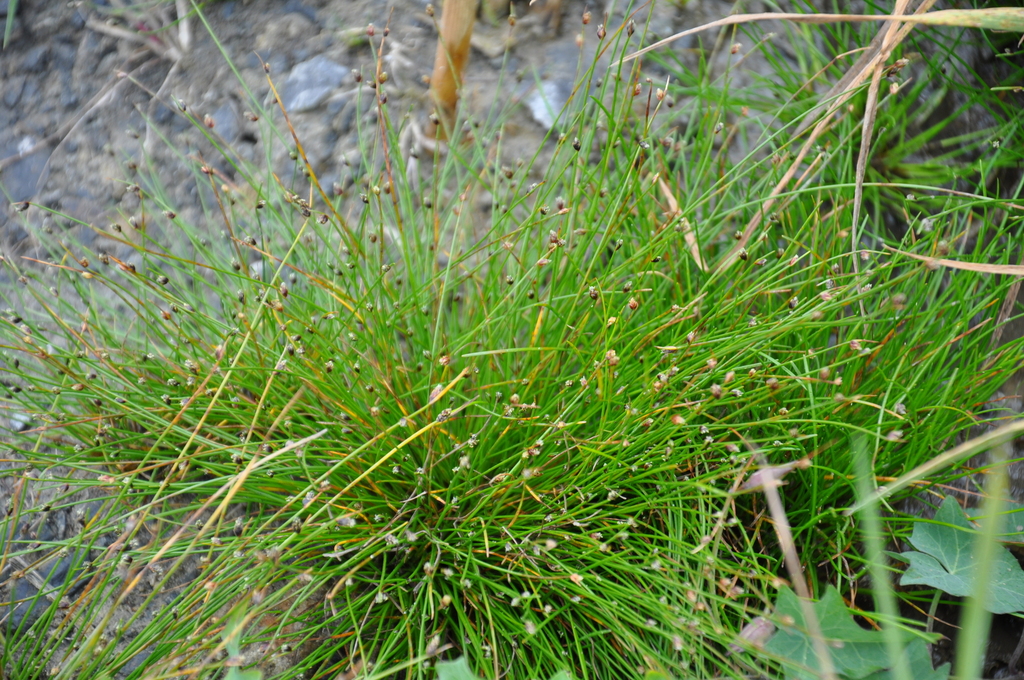 Low Bulrush (Los Osos Elfin Forest - Vascular Plants) · iNaturalist