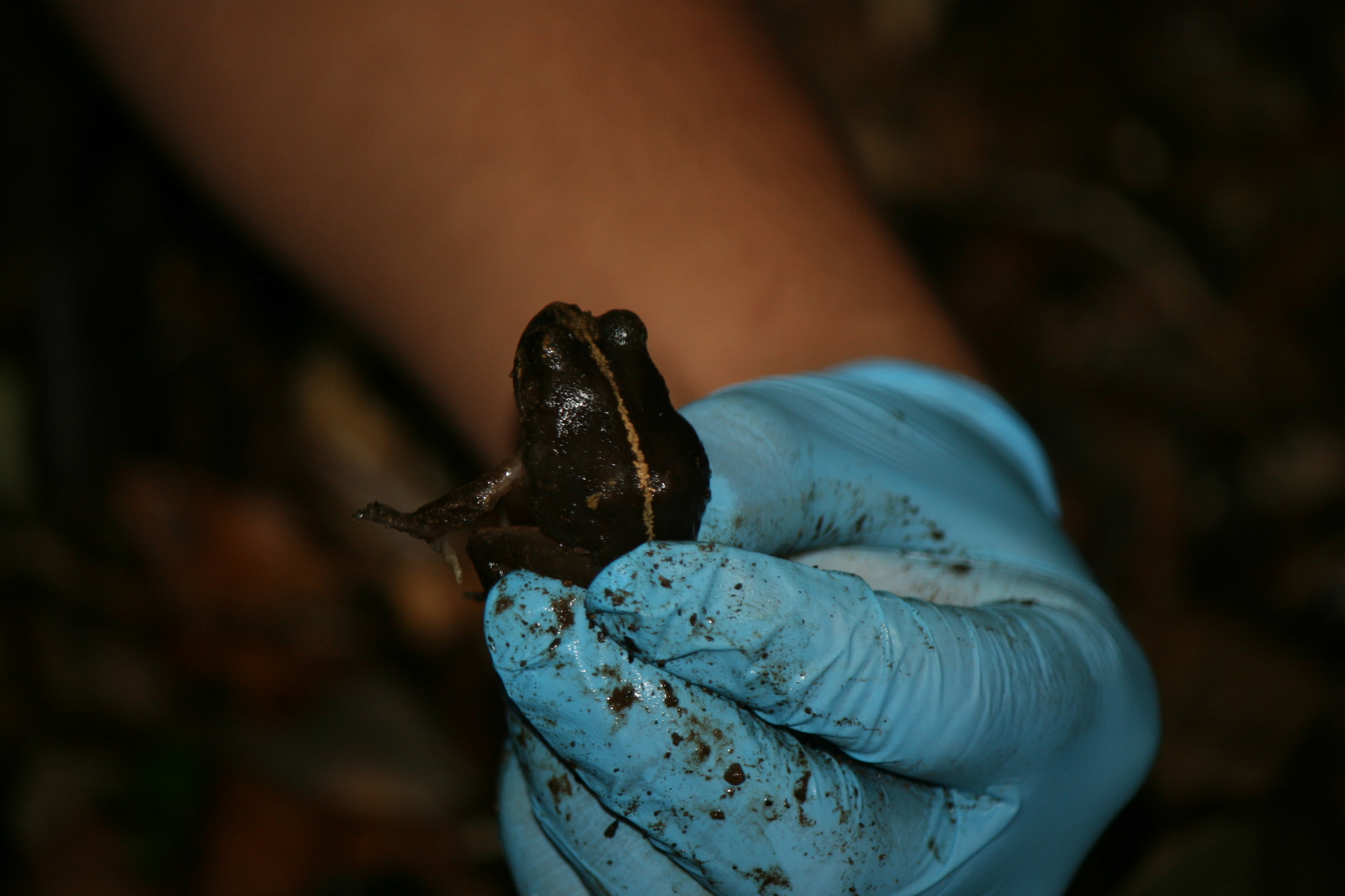 Eupsophus vertebralis Grandison, 1961