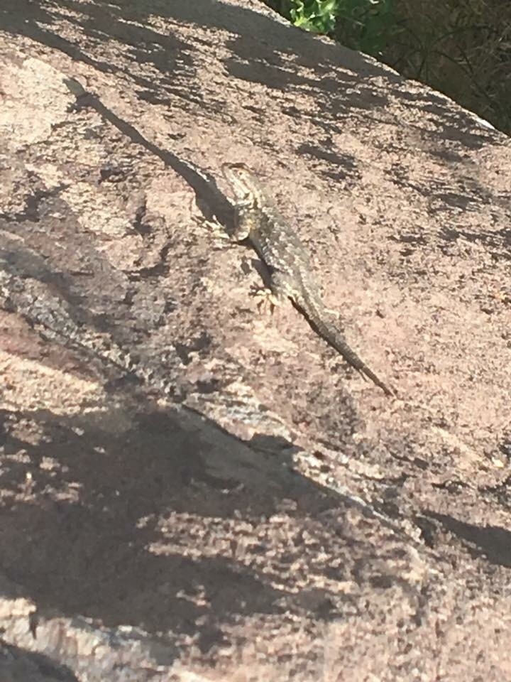 Spiny Lizards from Rancho San Rafael Regional Park, Reno, NV, US on ...