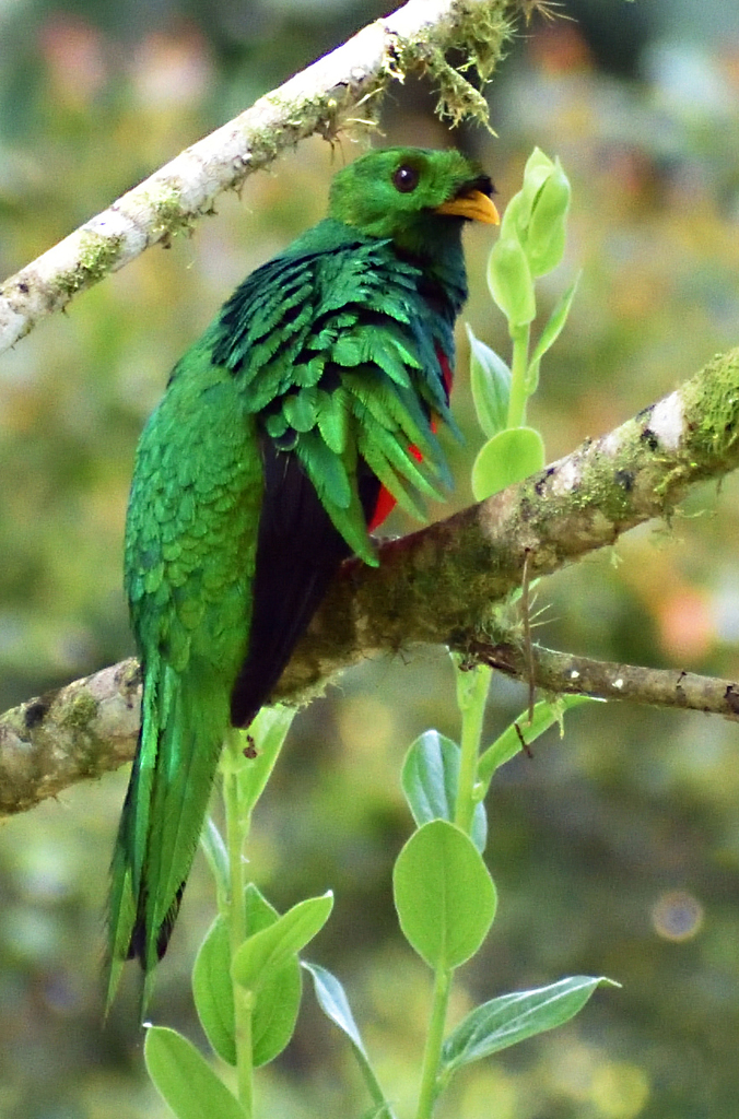 Golden-headed Quetzal from Cali, Valle del Cauca, Colombia on July 12 ...