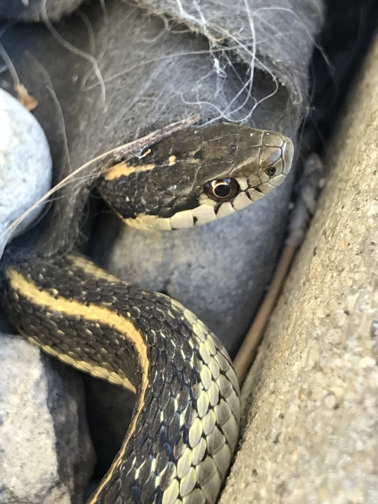 Western Terrestrial Garter Snake from Crooked Canyon Ct, Reno, NV, US ...