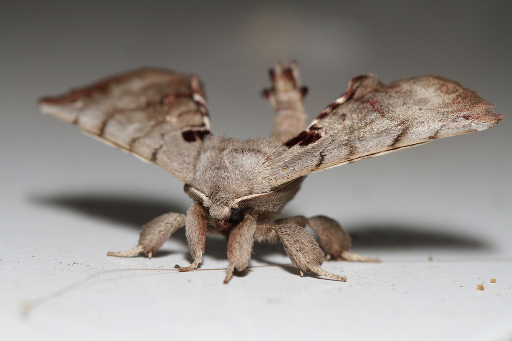 Spotted Apatelodes Moth from Burbank, Tennessee, United States on July ...