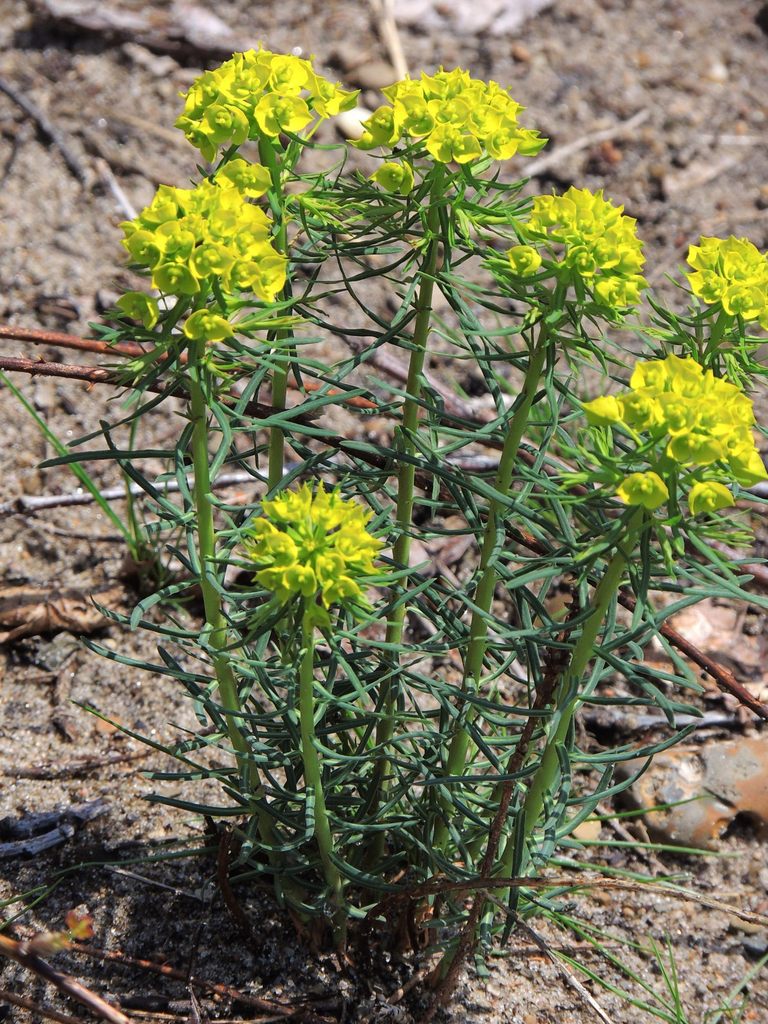Cypress Spurge (Noxious Weeds of Colorado) · iNaturalist