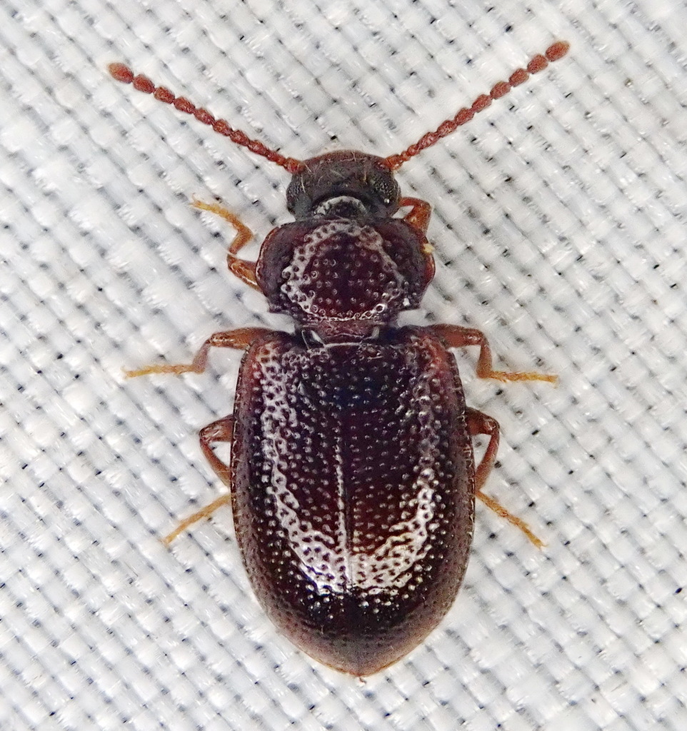 Anaedus brunneus (Darkling Beetles (Tenebrionidae) of Virginia ...