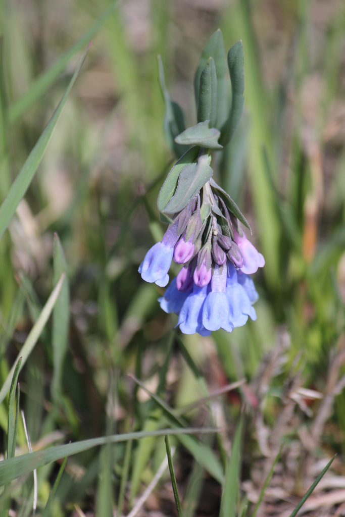 Prairie Bluebells (Plants of Castlewood Canyon State Park) · iNaturalist