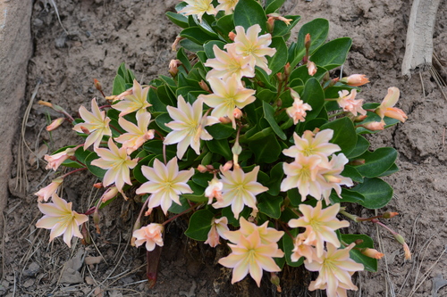 Lewisiopsis (Montiaceae (Miner's Lettuce) of the Pacific Northwest ...