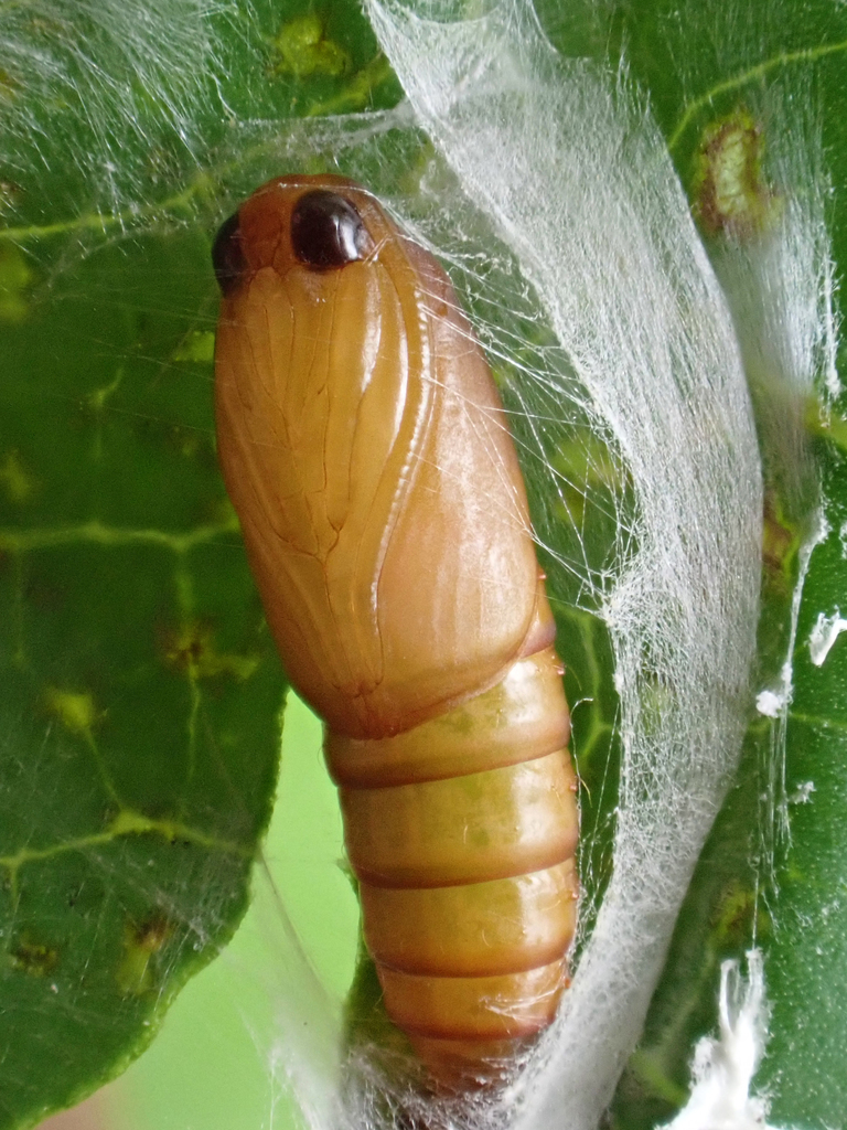 Insects from Davie, FL, USA on July 13, 2020 at 09:24 AM by Eridan ...