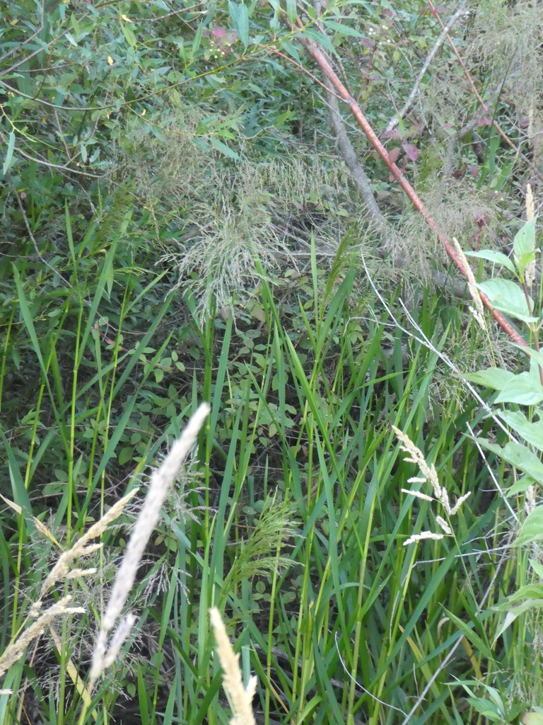 reed meadowgrass from Capital, BC, Canada on July 11, 2020 at 08:24 PM ...