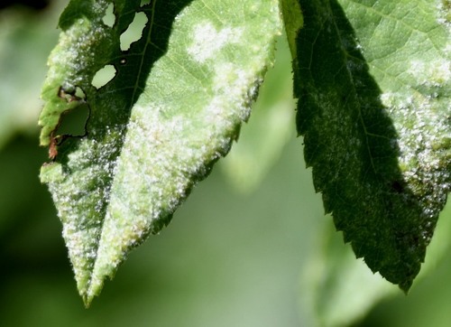 Variety Sphaerotheca pannosa rosae · iNaturalist