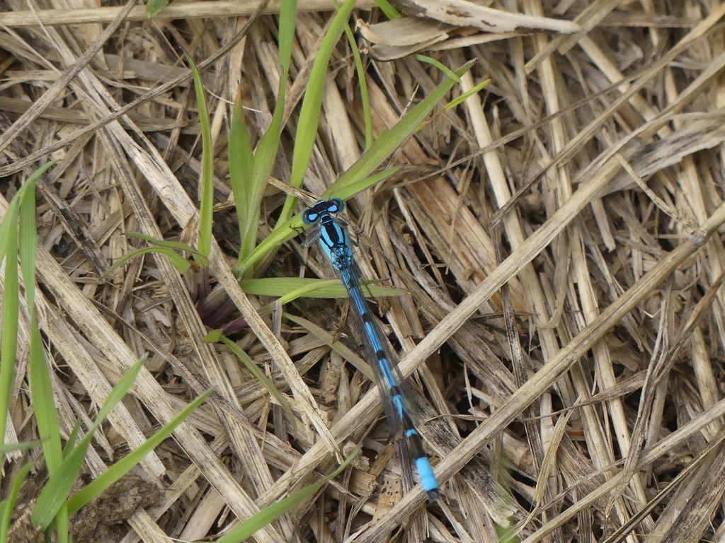 Common Blue Damselfly from Denham Lea Quarry GP on July 13, 2020 by ...