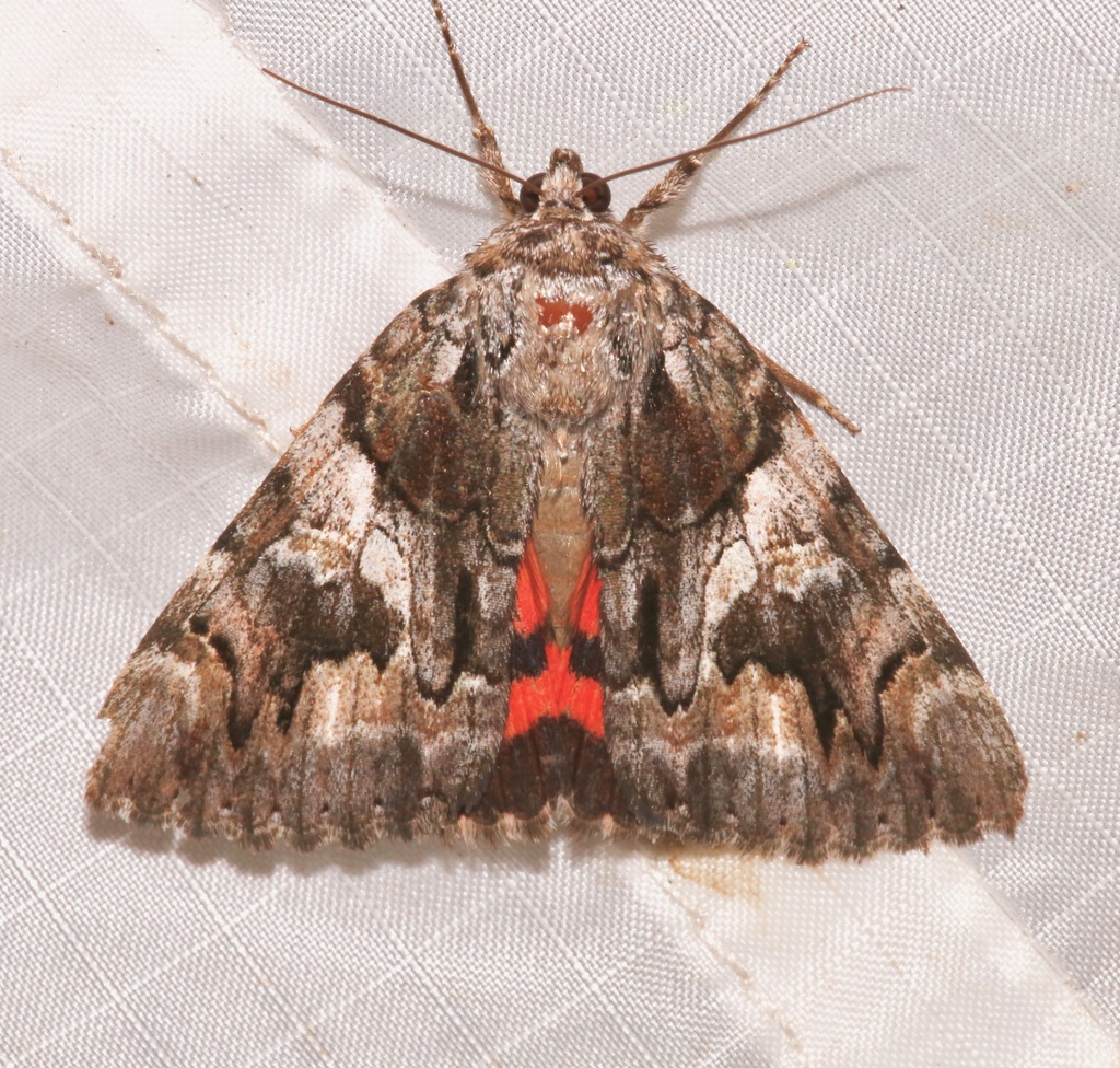 Catocala violenta (Wildlife of Trinidad Lake State Park) · iNaturalist