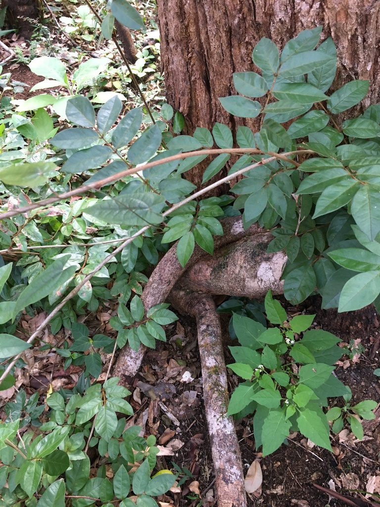 Derris involuta from Caparra NSW 2429, Australia on July 12, 2020 at 01 ...