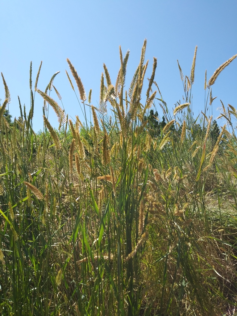 Crested Wheatgrass from Clarkston, WA 99403, USA on July 14, 2020 at 11 ...