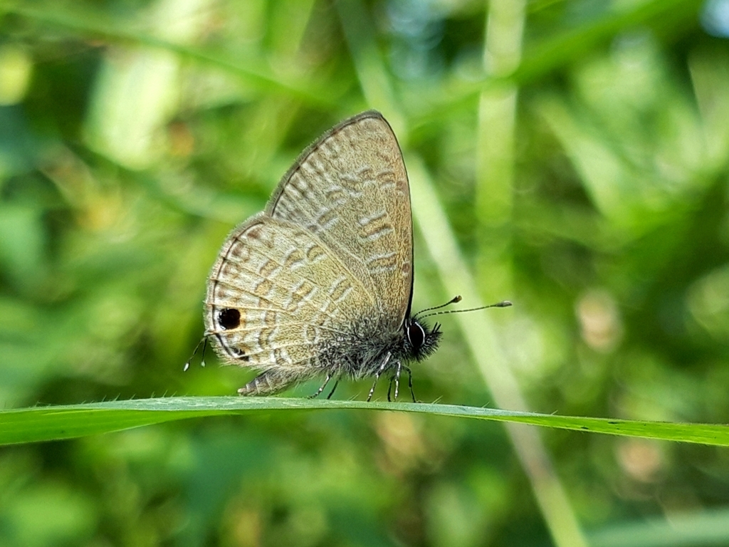 Common Line Blue from Klaten on July 12, 2020 at 10:24 AM by Joseph ...