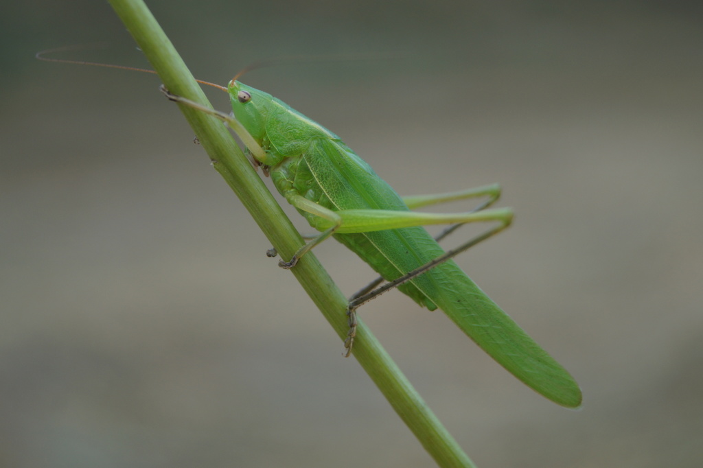 Large Conehead (Heuschrecken (Orthoptera: Saltatoria) in Bayern ...