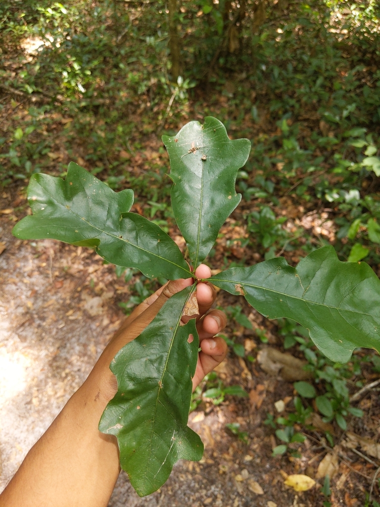 Bluff Oak from Fort White, FL 32038, USA on July 14, 2020 at 02:23 PM ...