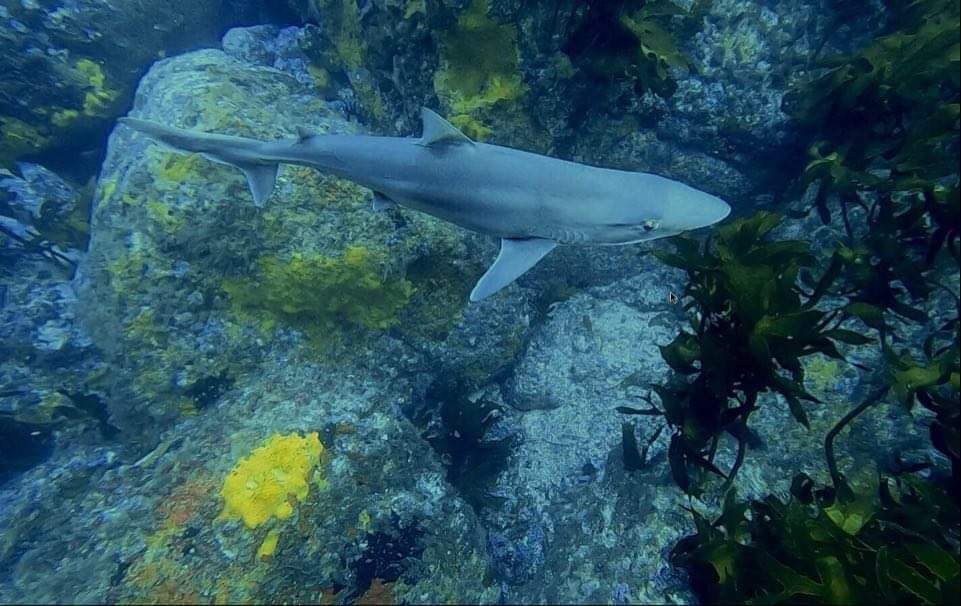 School Shark (Galeorhinus galeus) - Marine Life Identification