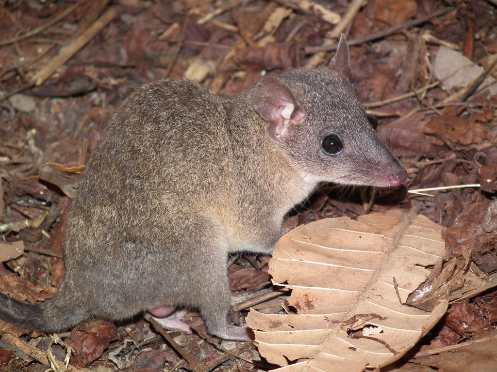 Gray Short-tailed Opossum from Conde - PB, Brasil on October 15, 2010 ...