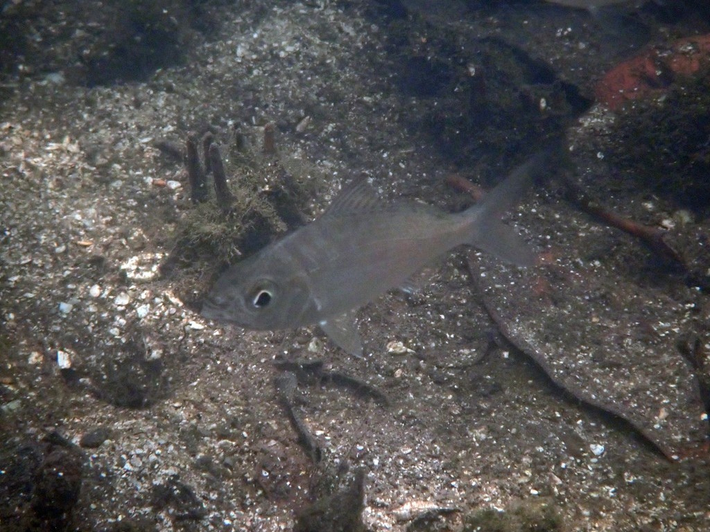 Tidewater Mojarra (A Guide To North Carolina's Marine Life.) · iNaturalist