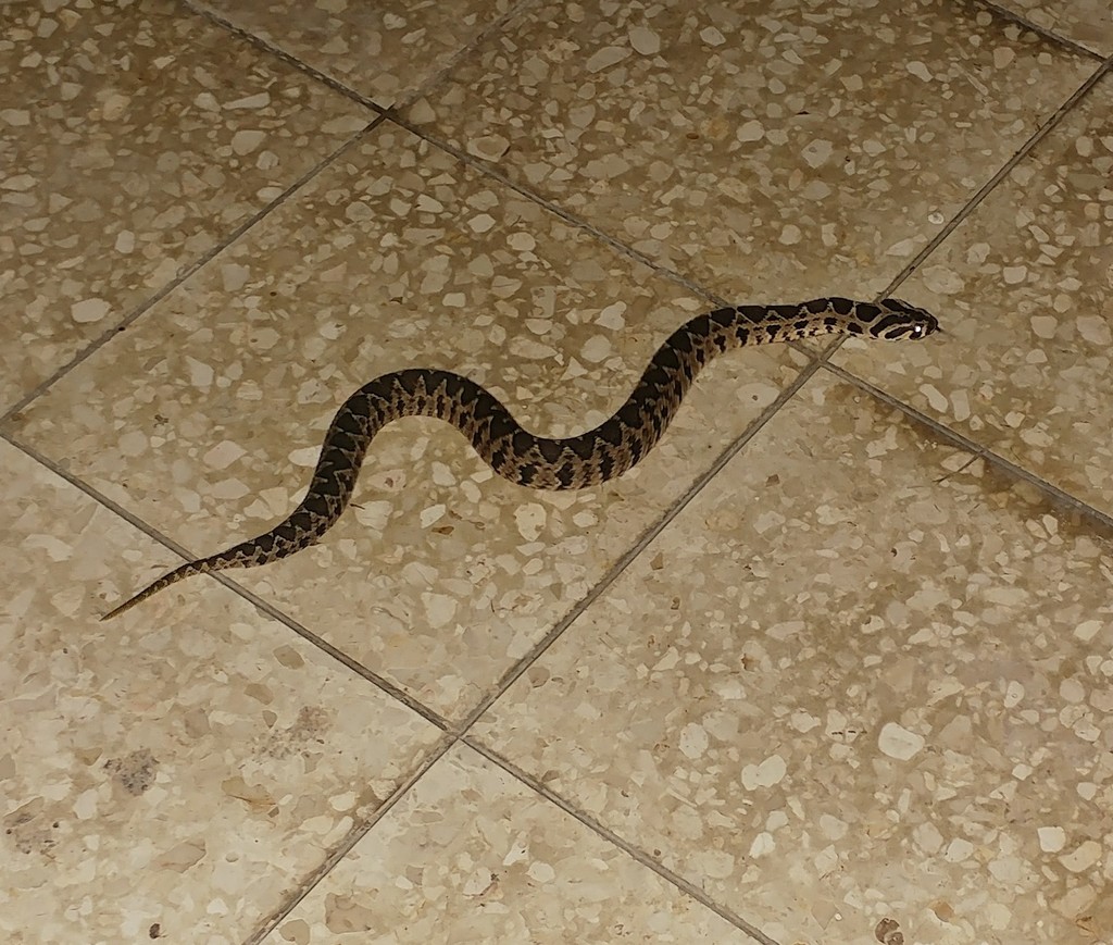 Palestine Viper from Kfar Masaryk, Israel on July 14, 2020 at 08:17 PM ...